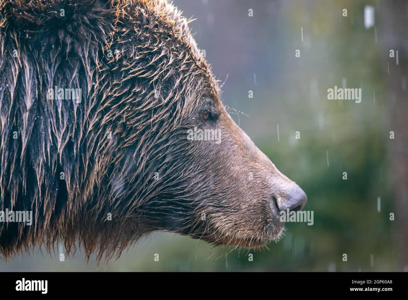 Brown bear (lat. ursus arctos) stainding in the forest. bear for a walk ...