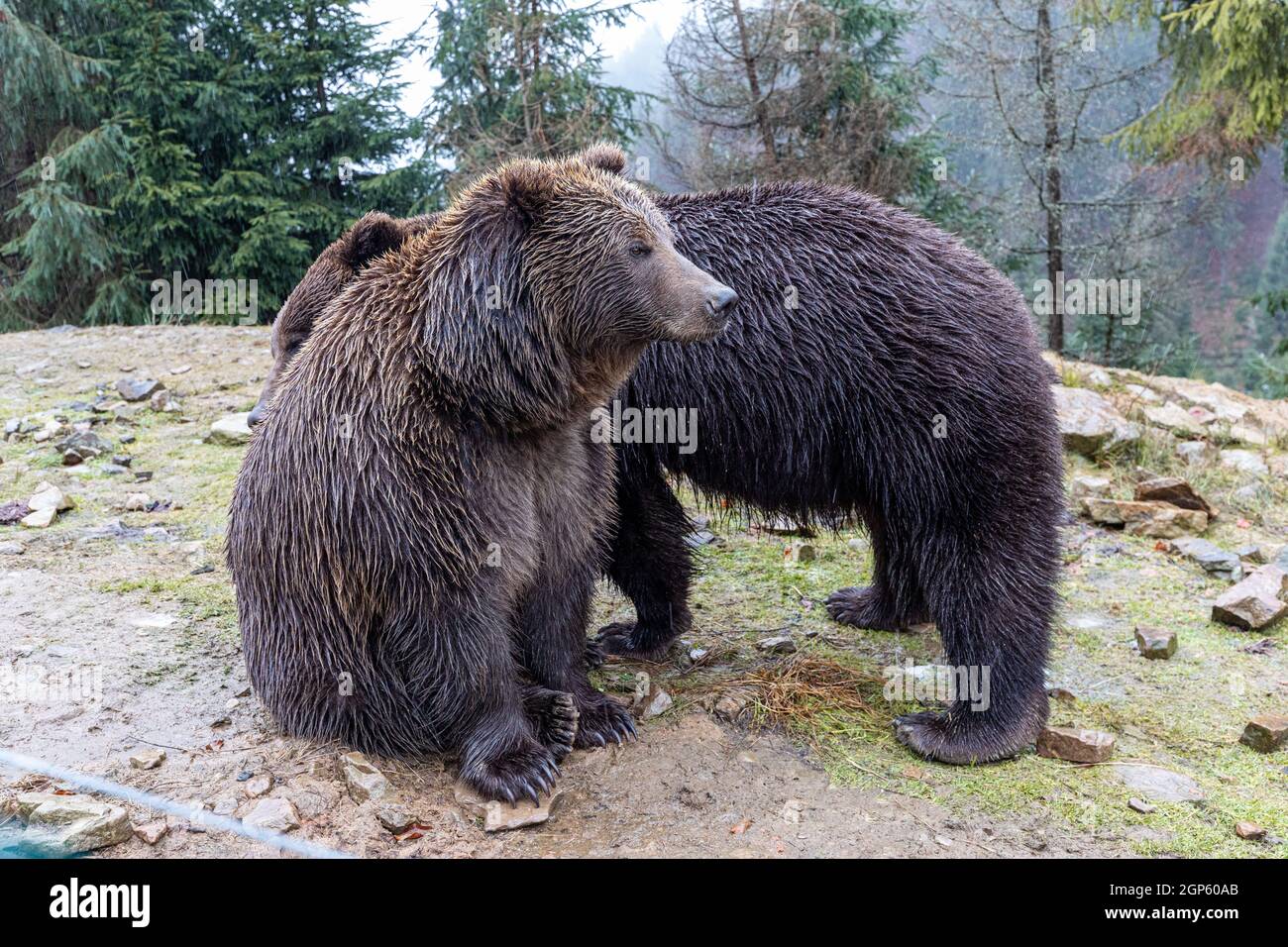 Brown bear (lat. ursus arctos) stainding in the forest. bear for a walk ...
