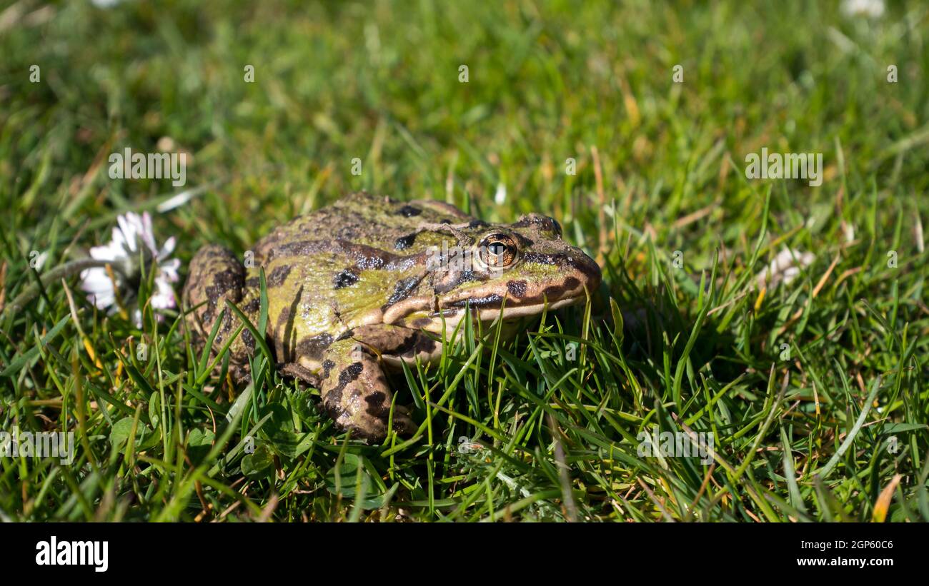Green toad on the lawn. Common Toad ( Sapo Comun). Close-Up. Frog on a ...