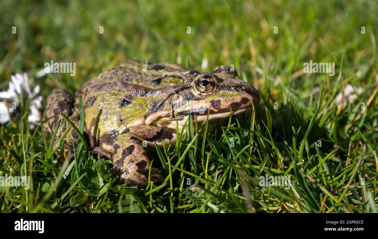 Green toad on the lawn. Common Toad ( Sapo Comun). Close-Up. Frog on a ...
