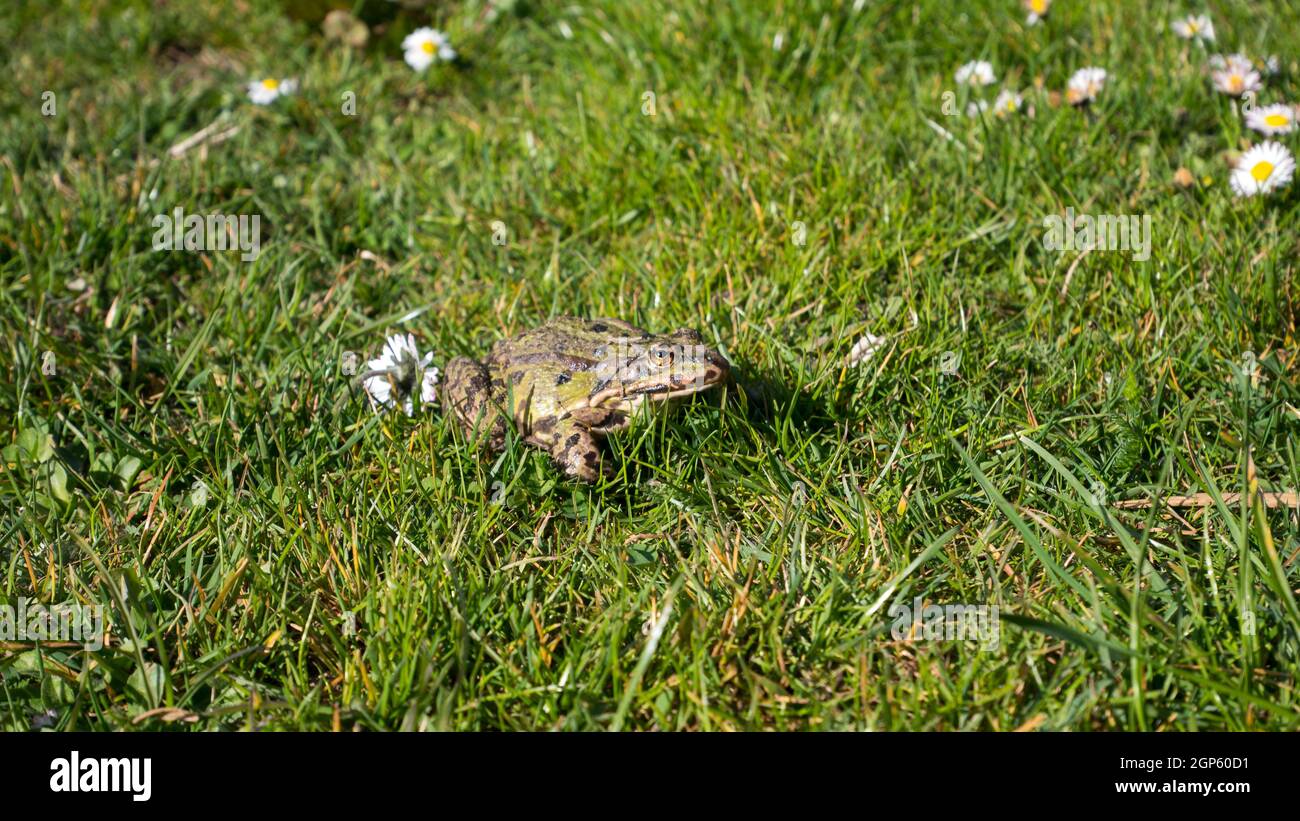 Green toad on the lawn. Common Toad ( Sapo Comun). Close-Up. Frog on a ...