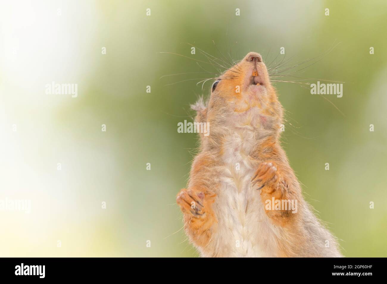 Profile close up of red squirrel with open mouth hi-res stock ...
