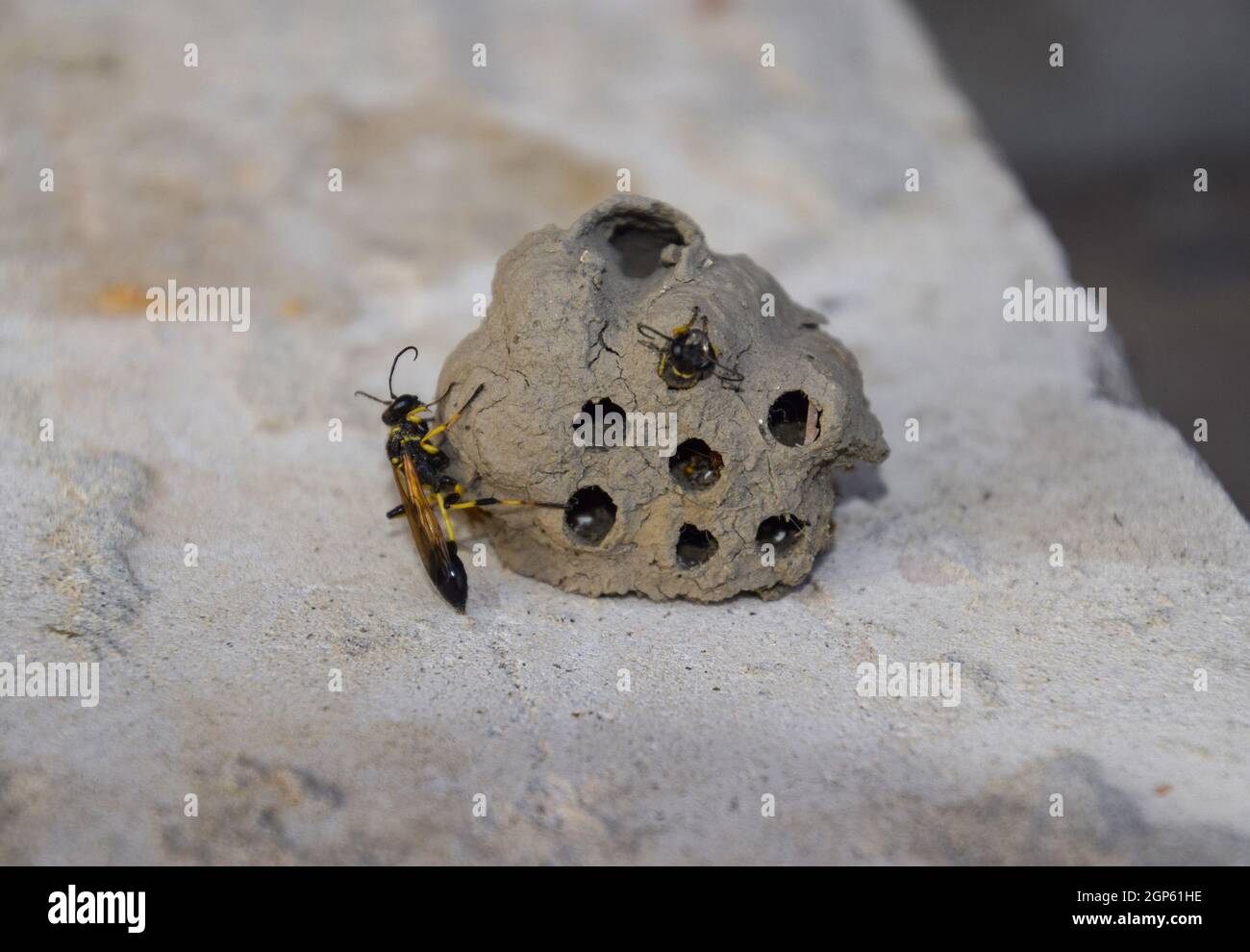 Break a hornet's nest of clay. Nests of clay belonging wasp. Clay ...