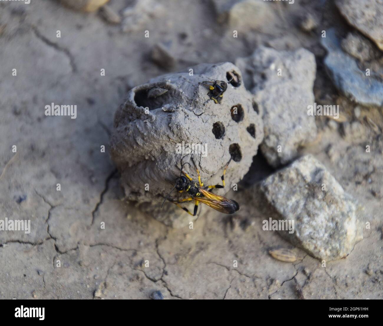 Break a hornet's nest of clay. Nests of clay belonging wasp. Clay ...