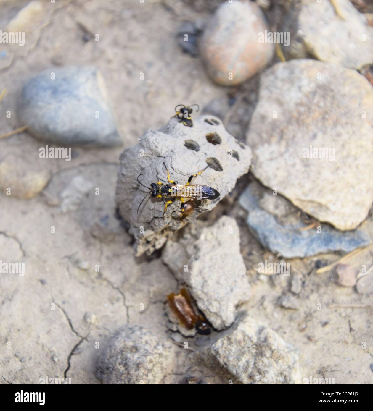 Break a hornet's nest of clay. Nests of clay belonging wasp. Clay ...