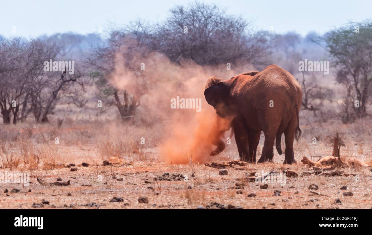 An Elephant playing with dust Stock Photo - Alamy