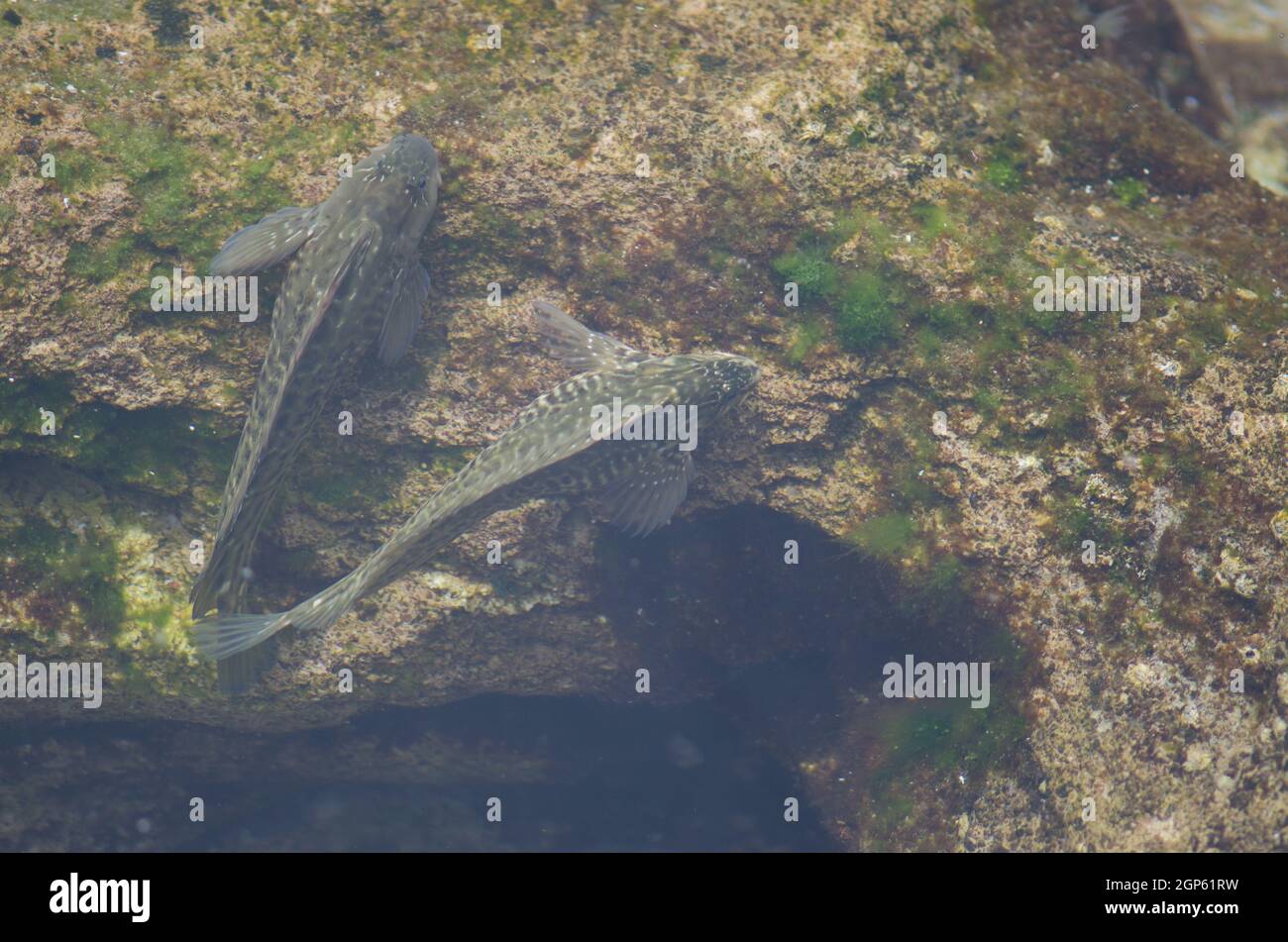 Rock-pool blennies Parablennius parvicornis in a puddle of the coast ...