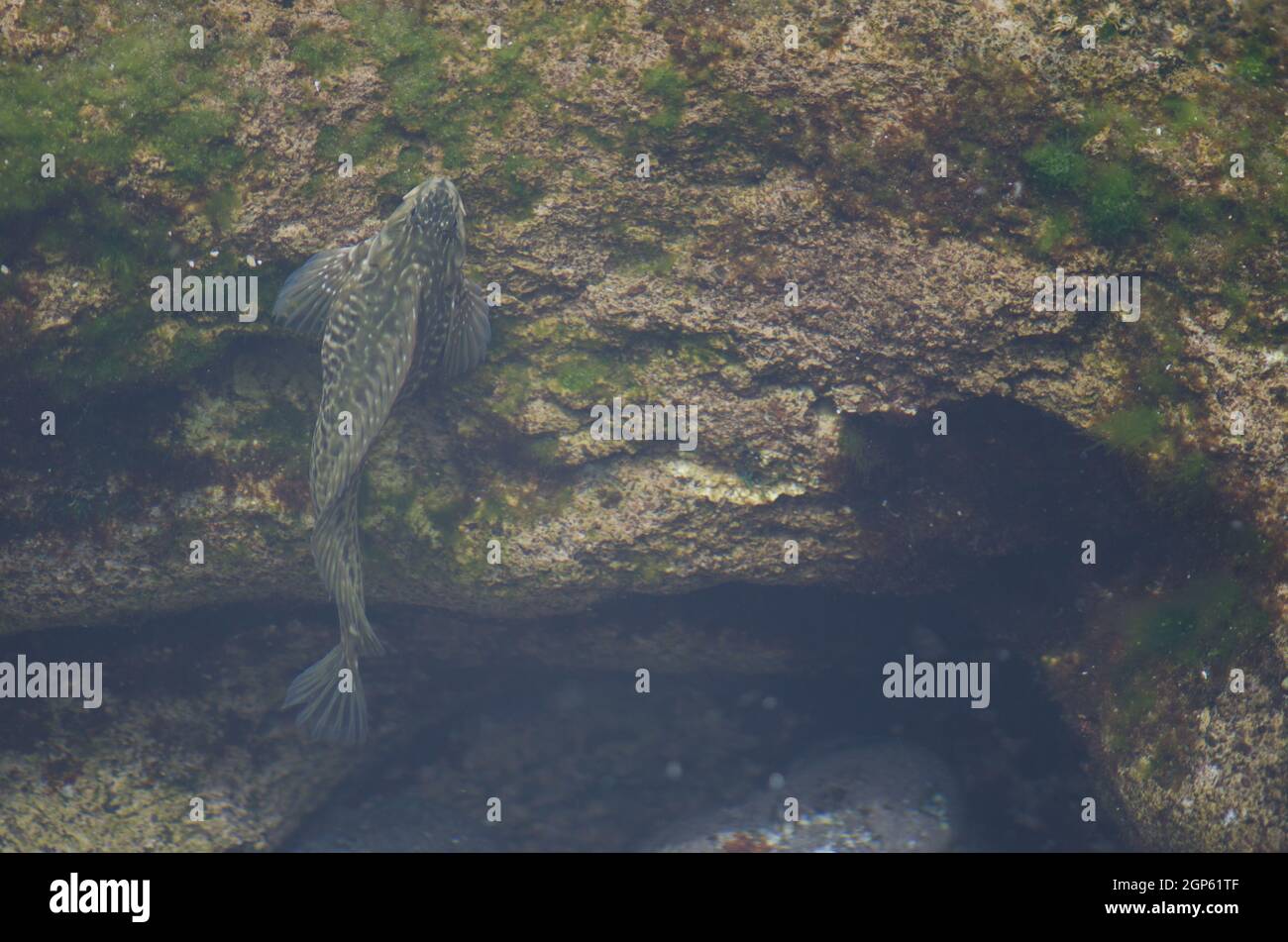 Parablennius parvicornis hi-res stock photography and images - Alamy