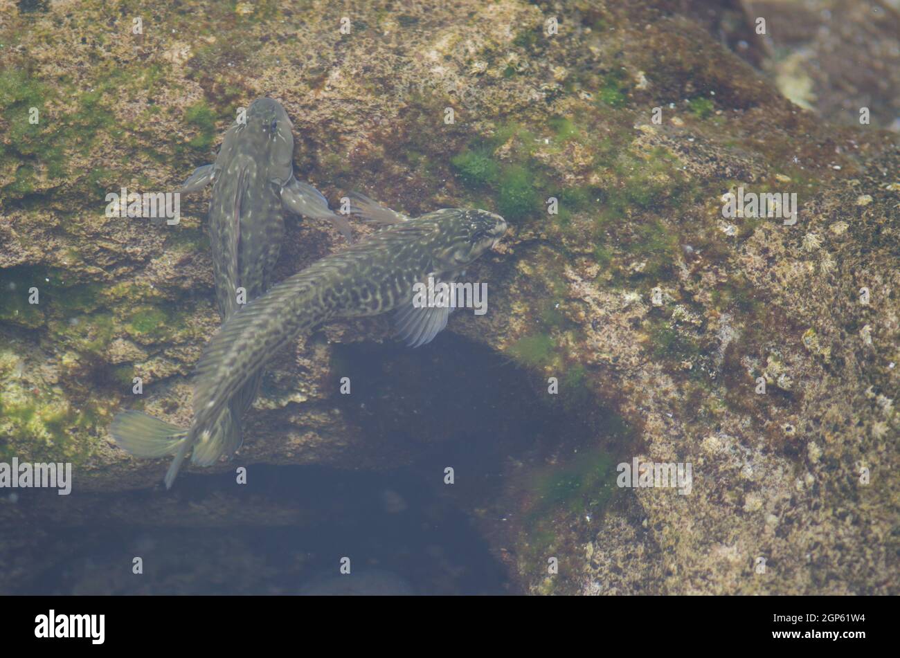 Parablennius parvicornis hi-res stock photography and images - Alamy