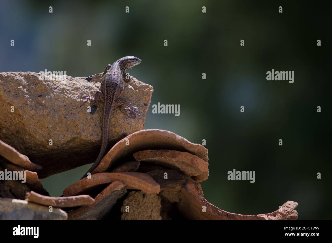 Gran canaria giant lizards hi-res stock photography and images - Alamy