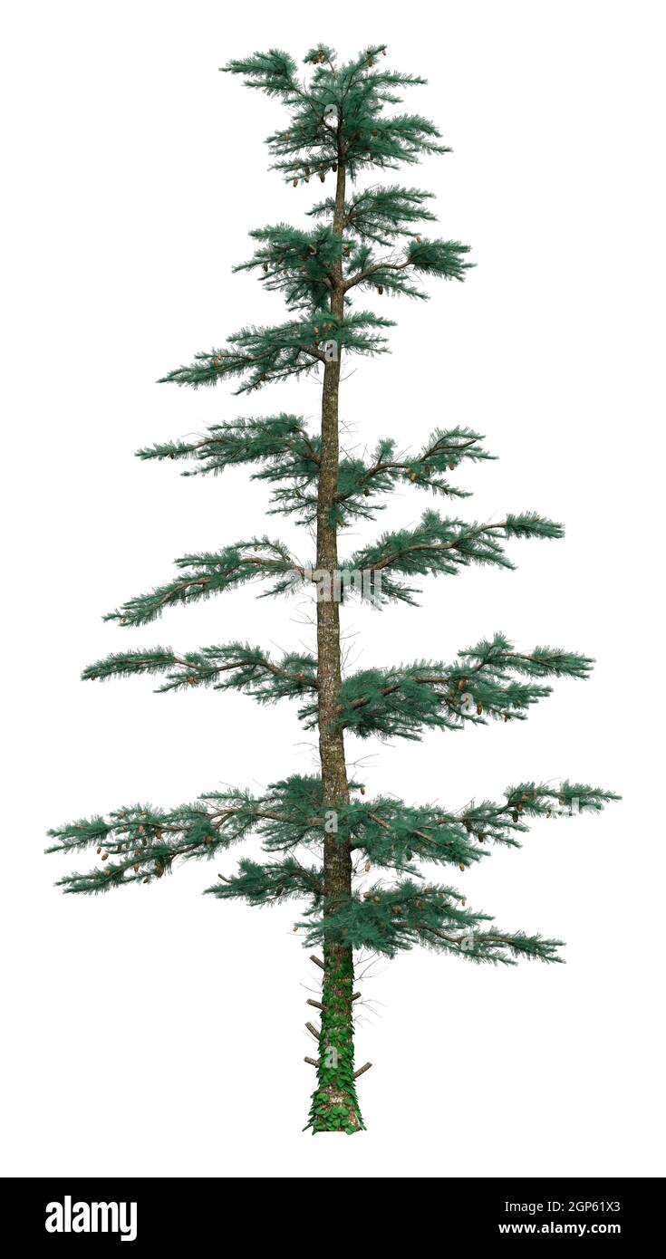 3D rendering of a white fir tree or Abies concolor isolated on white ...
