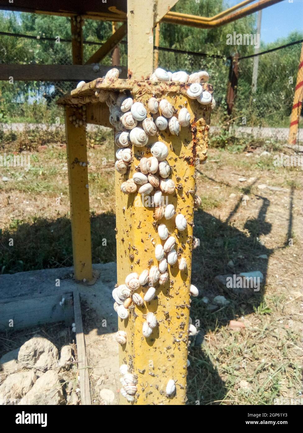 colony of snails on an iron gas pipe. Snails bask in the sun. Mating of ...