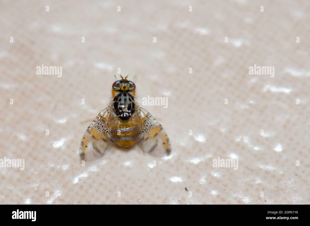 Mediterranean fruit fly Ceratitis capitata in Arinaga. Aguimes. Gran ...