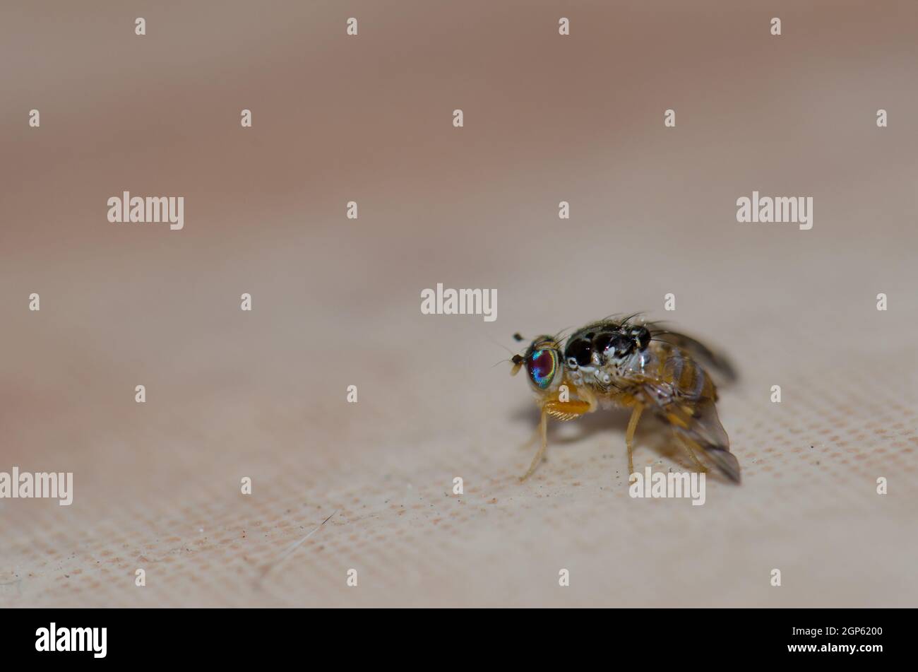 Mediterranean fruit fly hi-res stock photography and images - Alamy