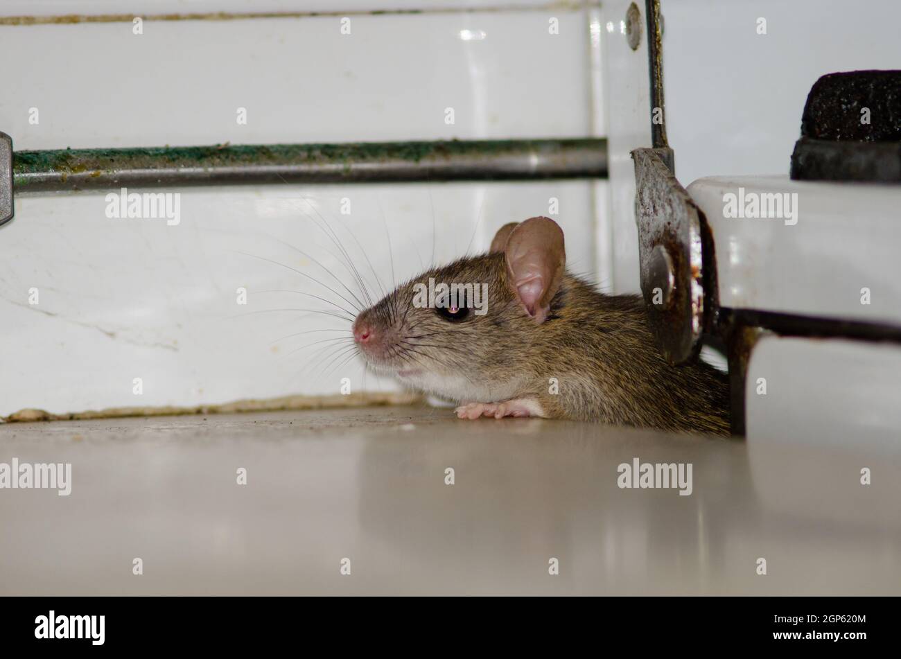 Black rat Rattus rattus in a kitchen. Cruz de Pajonales. Inagua. Tejeda ...