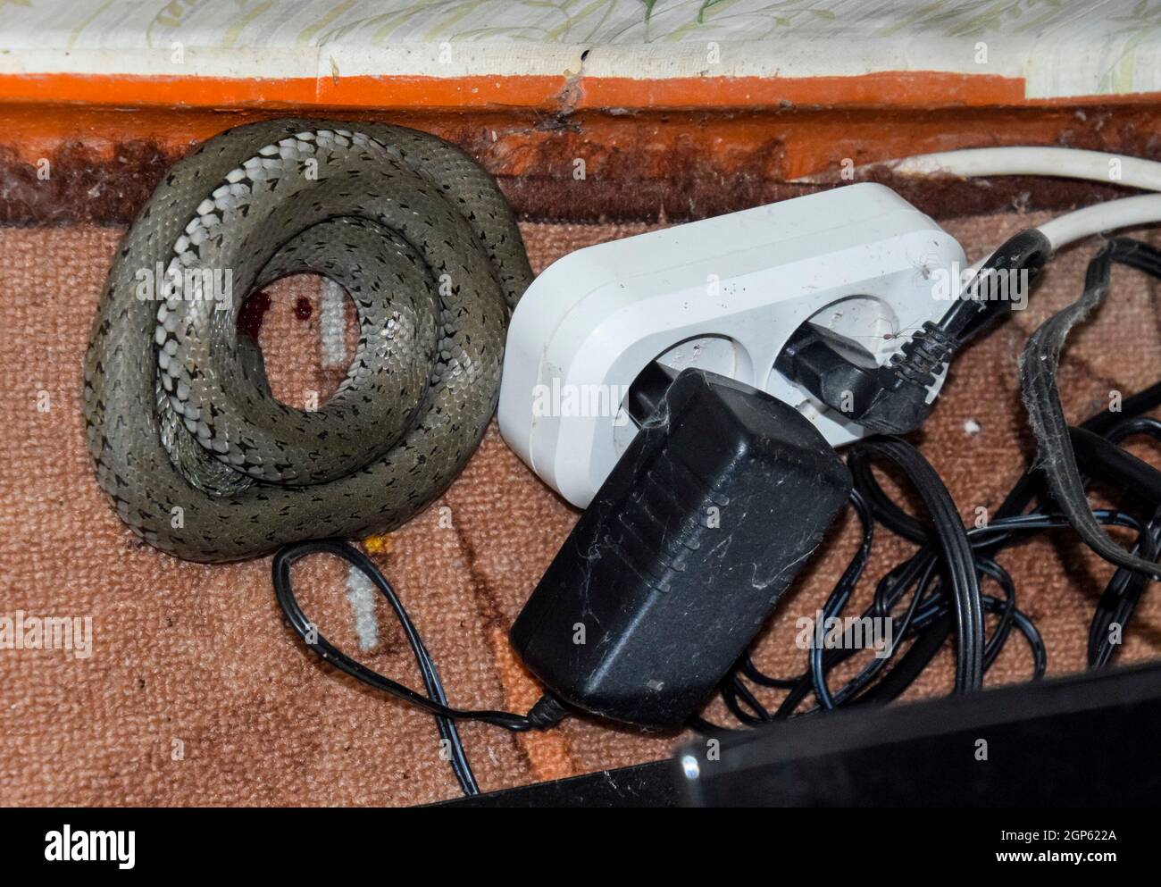 He crawled into the house and hid in the wires. The snake is in the ...