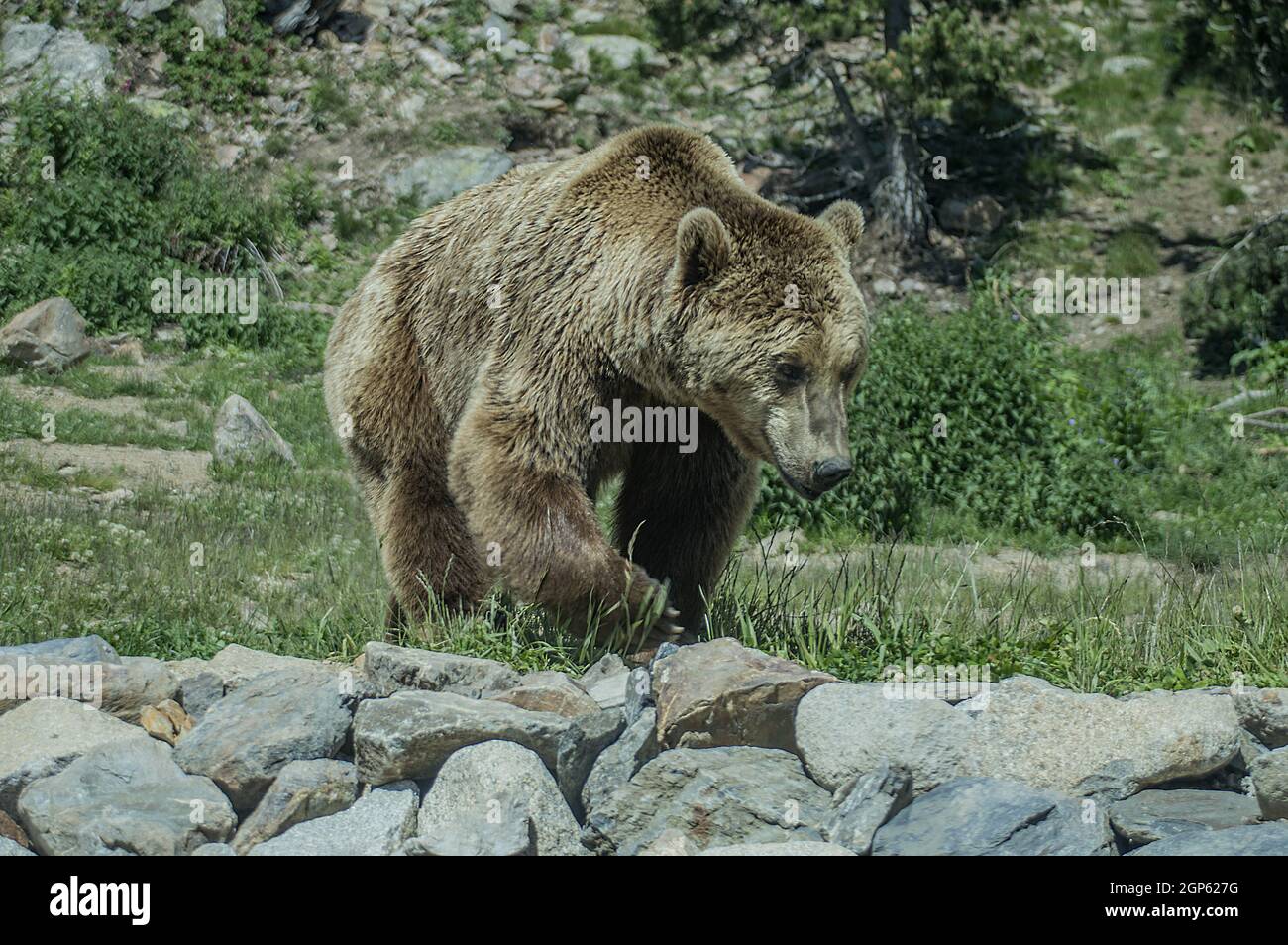 Beautiful view of a brown bear in its habitat Stock Photo - Alamy