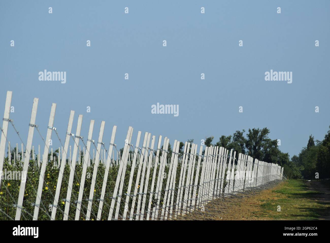 Young apple orchard. Young planting apple orchard on the trellis ...
