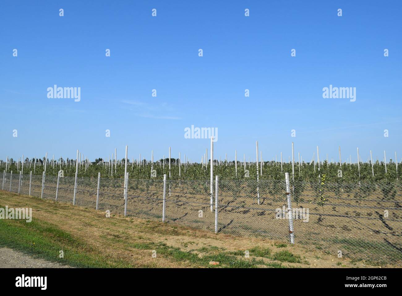 Young apple orchard. Young planting apple orchard on the trellis ...