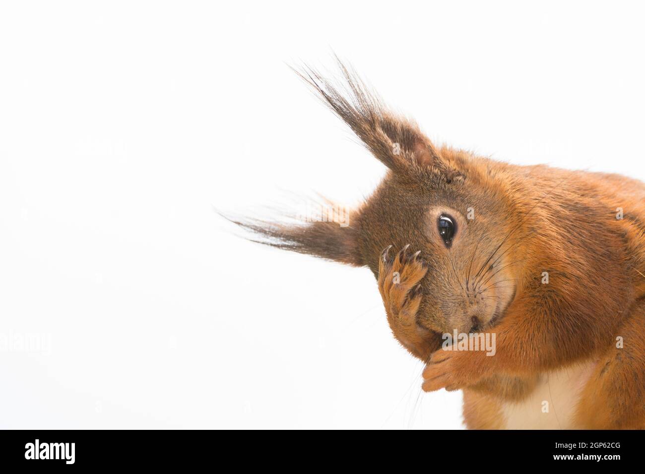 Holding squirrel hand hi-res stock photography and images - Alamy