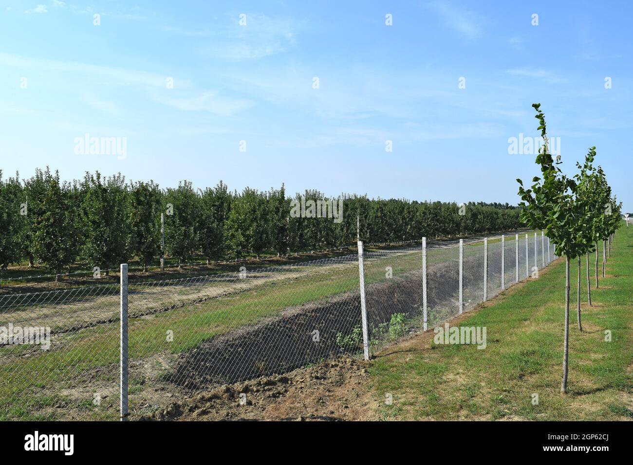 Young apple orchard. Young planting apple orchard on the trellis ...