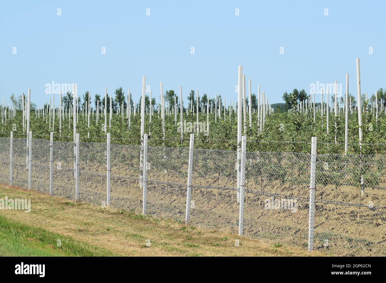 Young apple orchard. Young planting apple orchard on the trellis ...