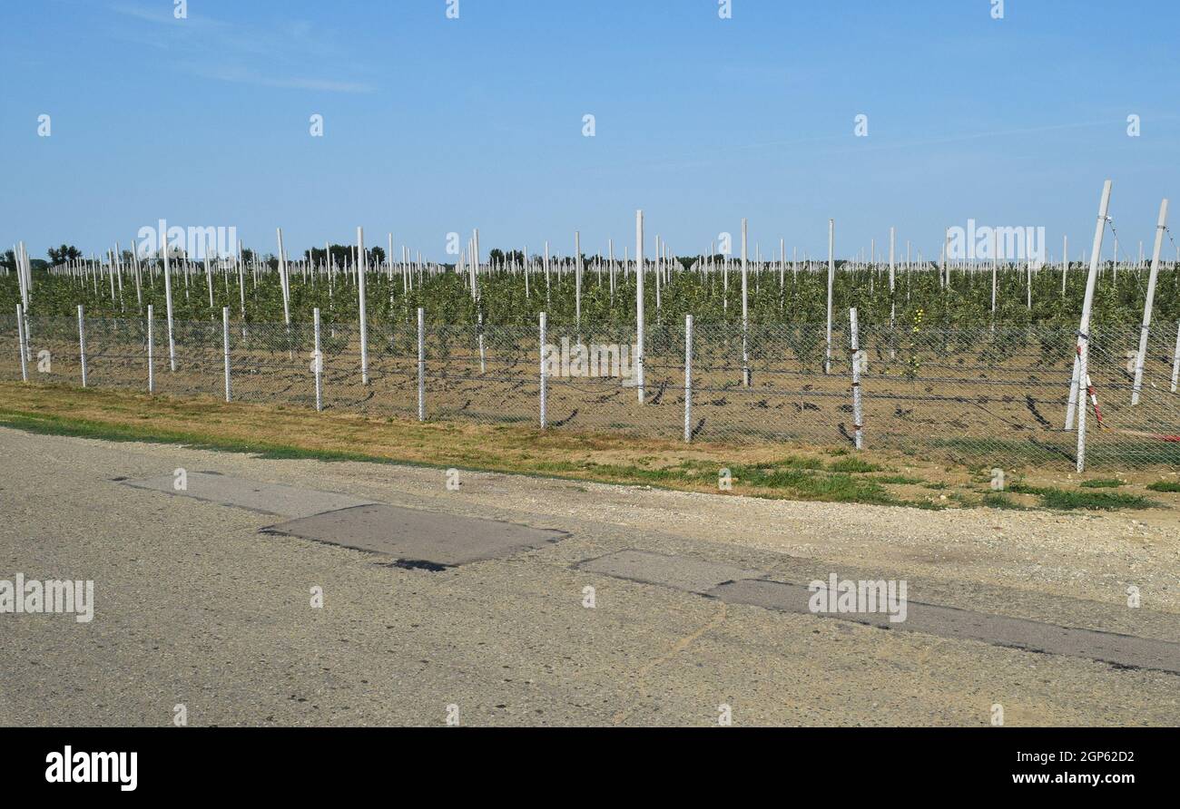 Young apple orchard. Young planting apple orchard on the trellis ...