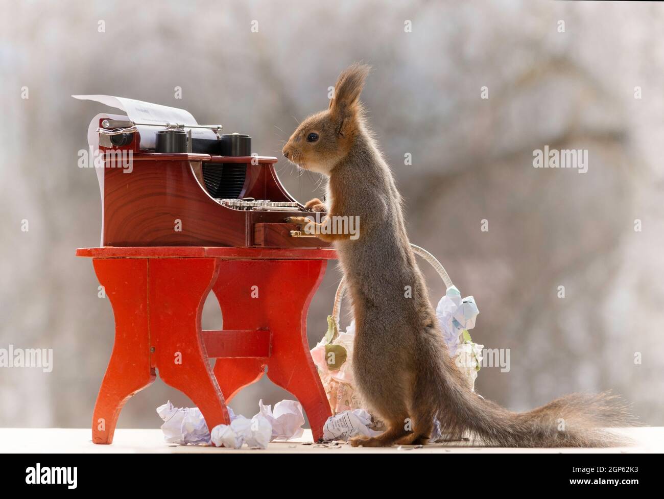 red squirrel standing with a table and typewriter reading text on paper ...