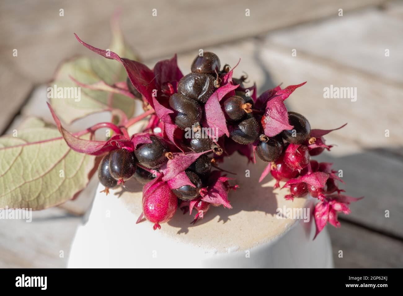 Berries from the Himalayan Honeysuckle, also known as Leycesteria ...