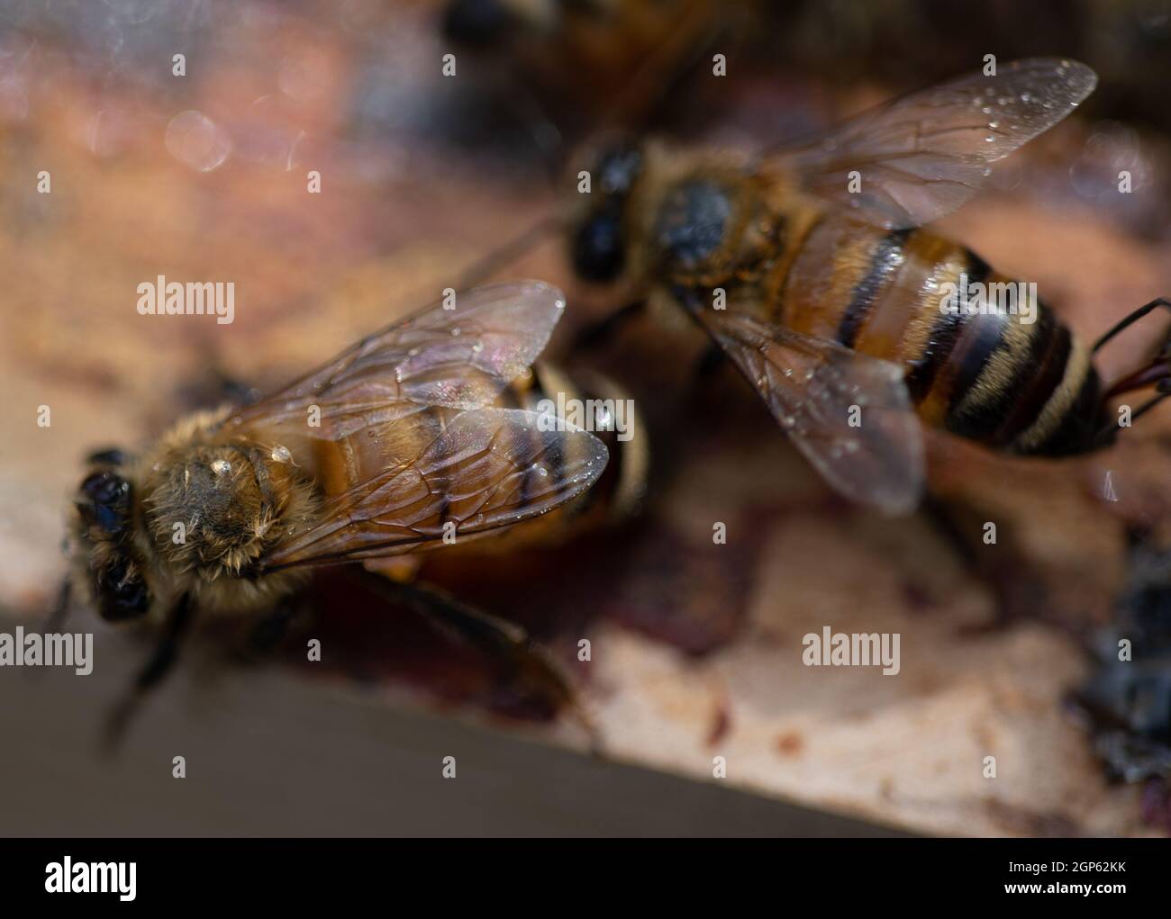 Abeja apis mellifera hi-res stock photography and images - Alamy