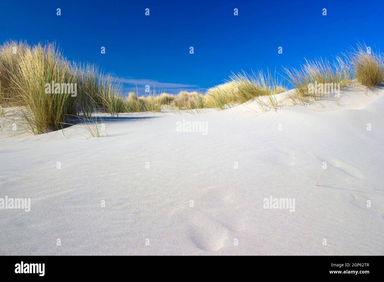 the dunes, Renesse, Zeeland, the Netherlands Stock Photo - Alamy