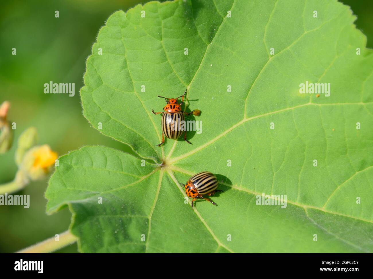 Colorado beetle on a leaf of a plant. Adult striped Colorado beetles ...