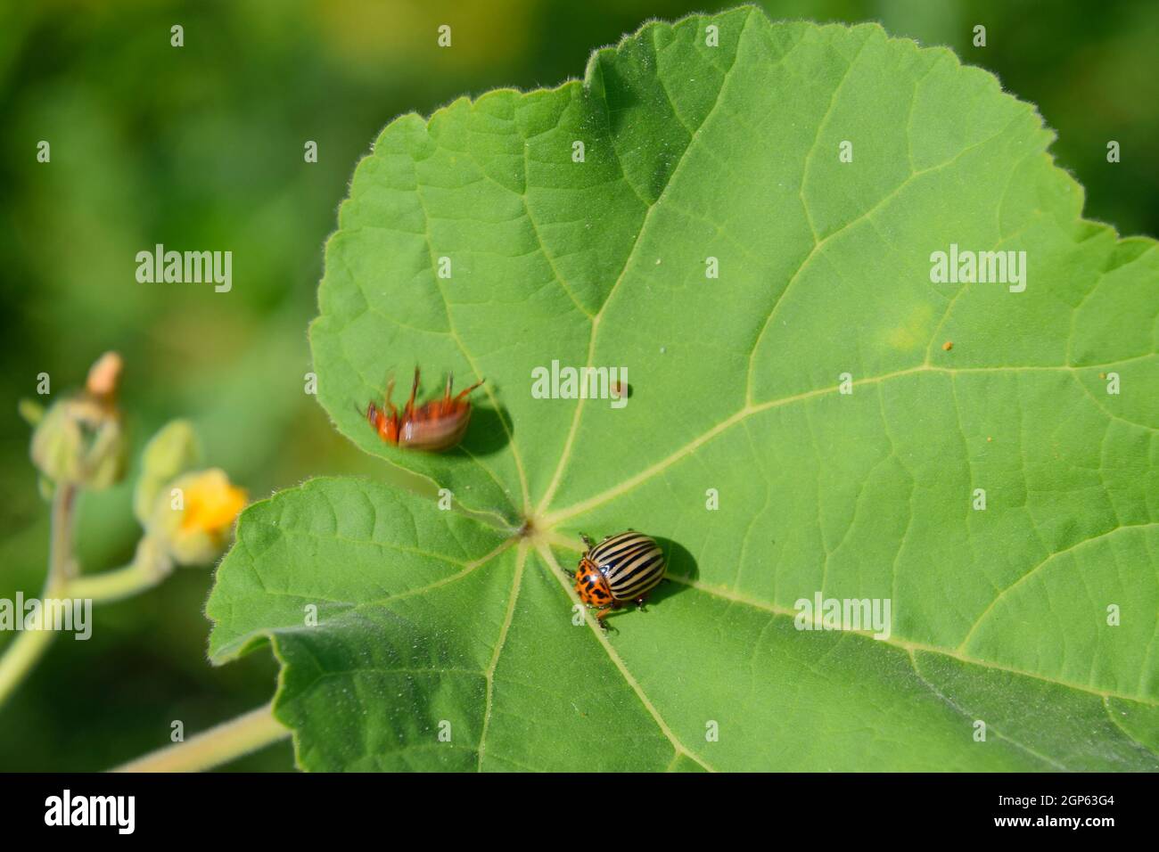Colorado beetle on a leaf of a plant. Adult striped Colorado beetles ...
