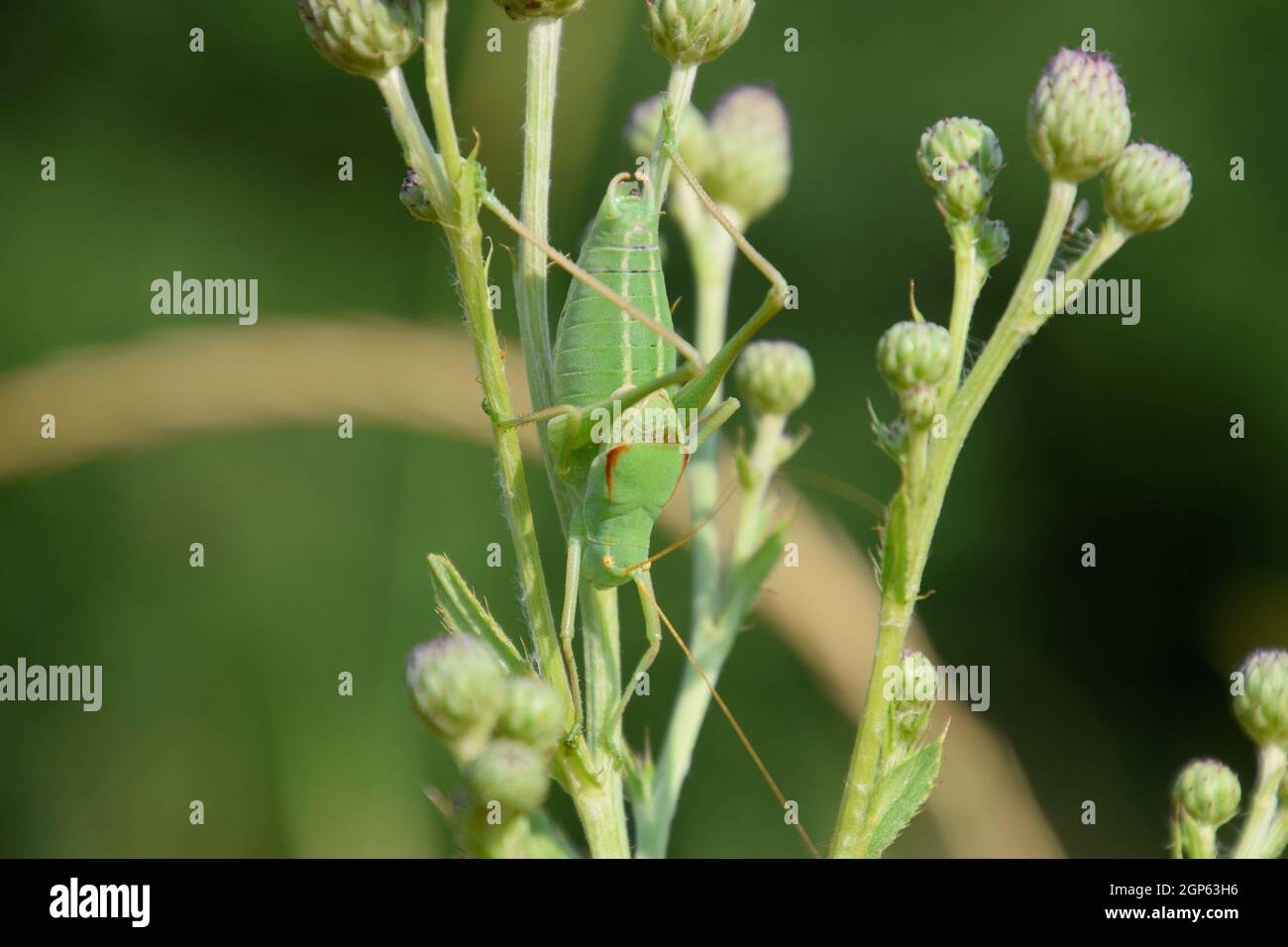 Isophya on the stems of the tubercle. Wingless grasshopper Isophya ...
