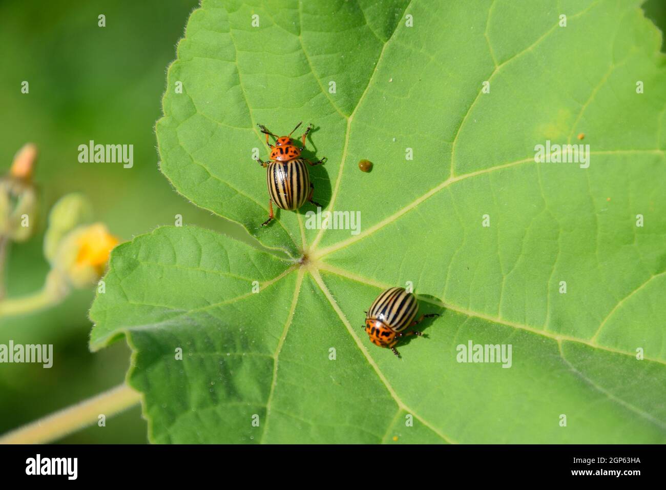 Colorado beetle on a leaf of a plant. Adult striped Colorado beetles ...