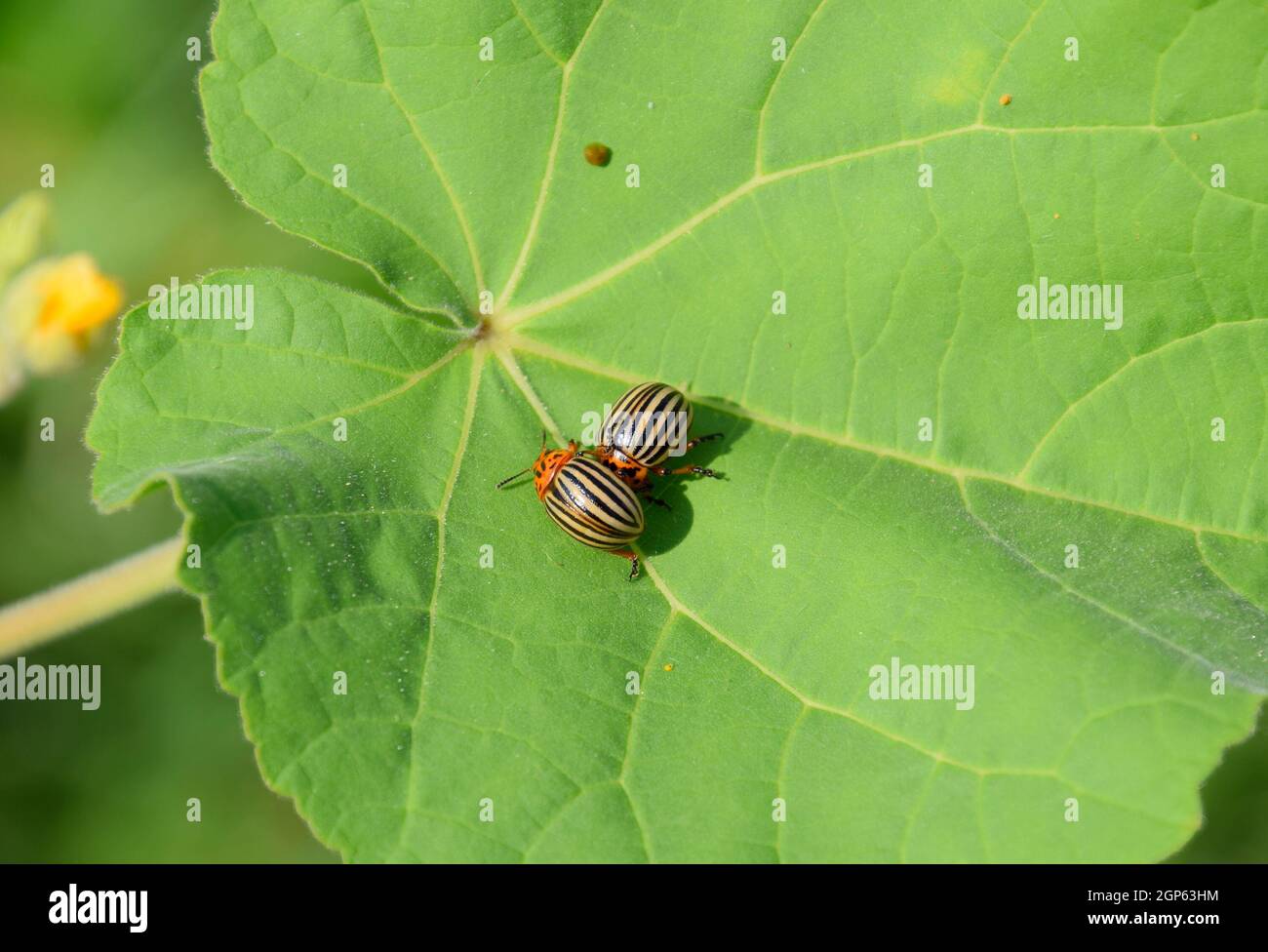Colorado beetle on a leaf of a plant. Adult striped Colorado beetles ...