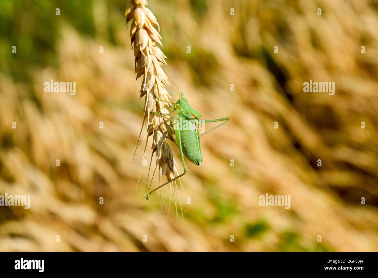 Isophia. Grasshopper is an isophy on a wheat spikelet. Isophya Stock ...