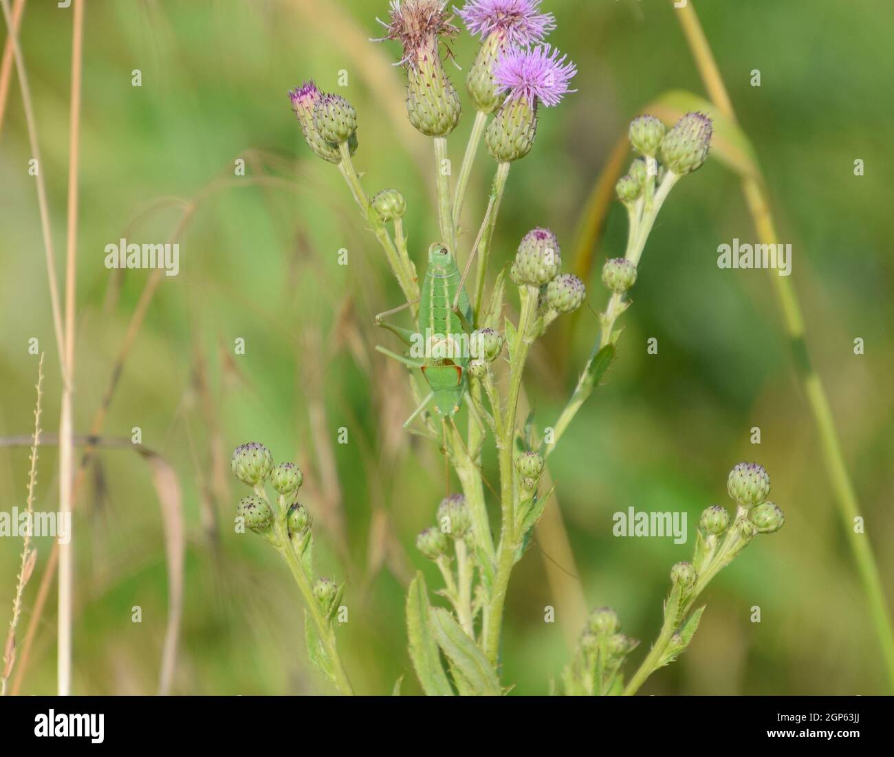 Isophya on the stems of the tubercle. Wingless grasshopper Isophya ...