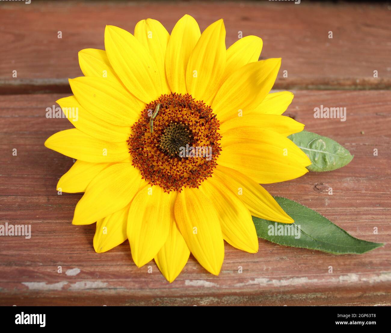 Small worm hi-res stock photography and images - Alamy