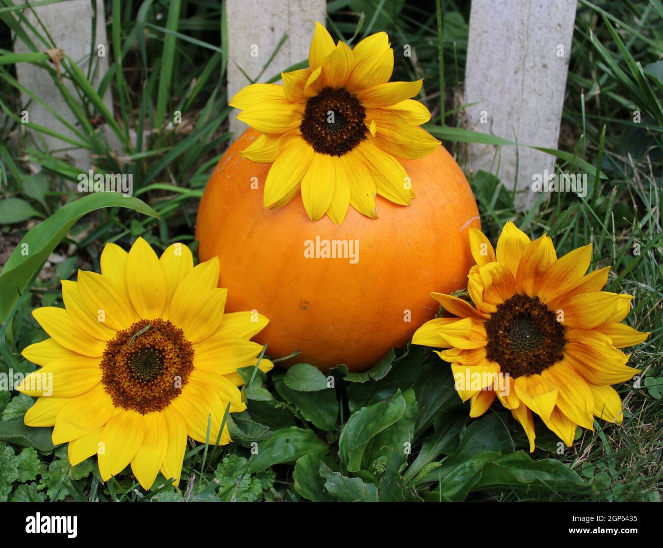 Fall festive hi-res stock photography and images - Alamy
