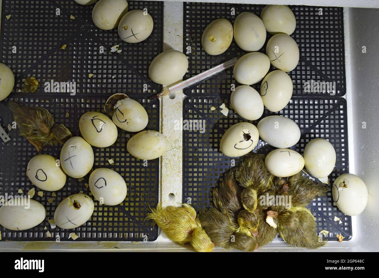 Hatching of eggs of ducklings of a musky duck in an incubator ...