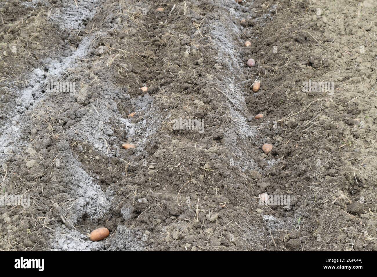 Plowed land potato tubers hi-res stock photography and images - Alamy