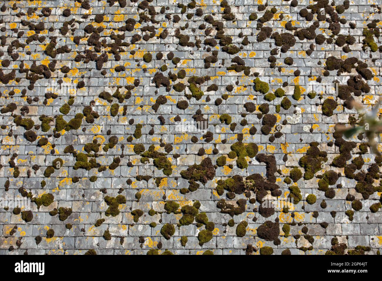 Old slate tile overgrown with moss in Mont Saint-Michel, the monastery ...