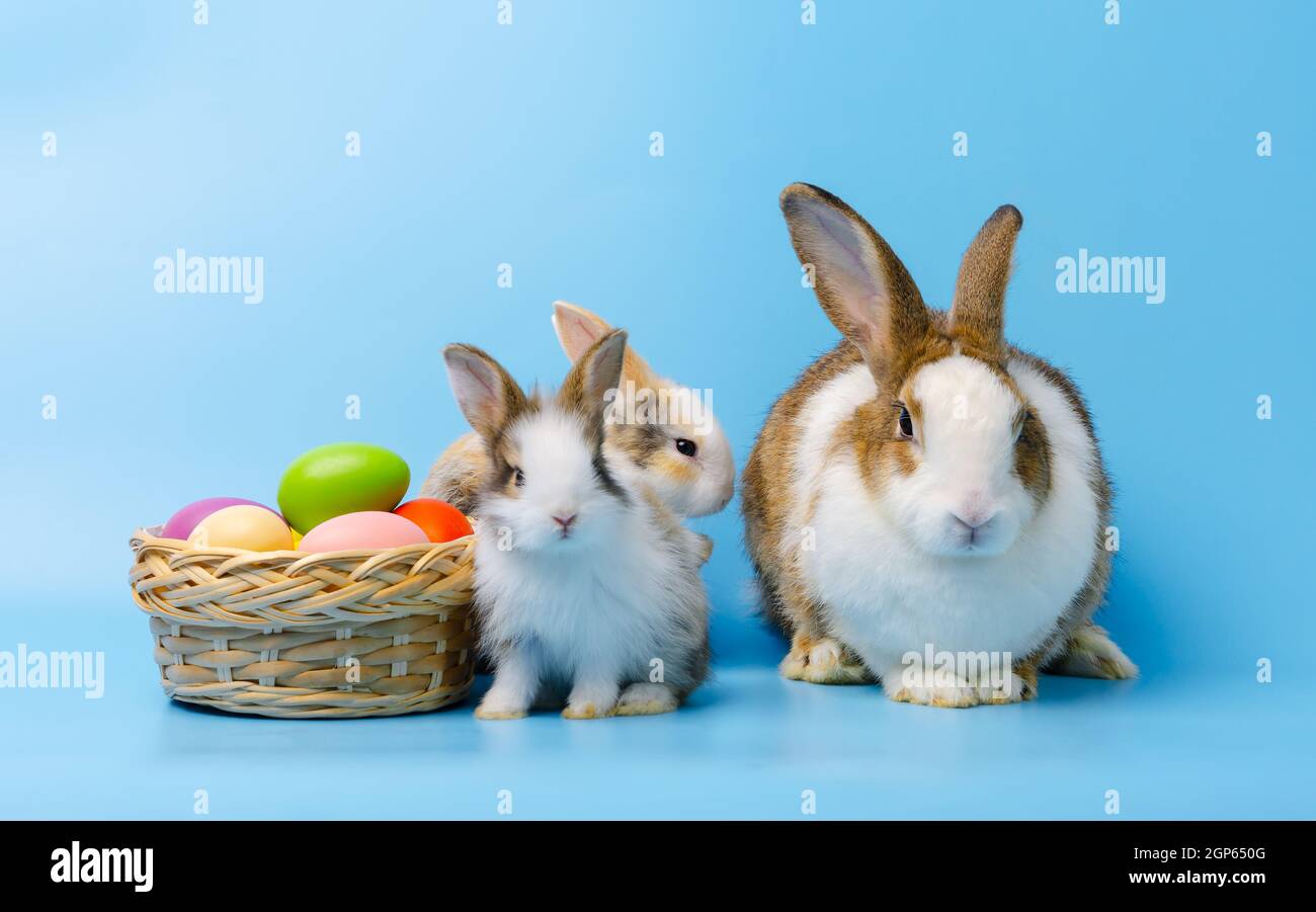 Adorable mother rabbit with two baby rabbits sitting next to colorful ...