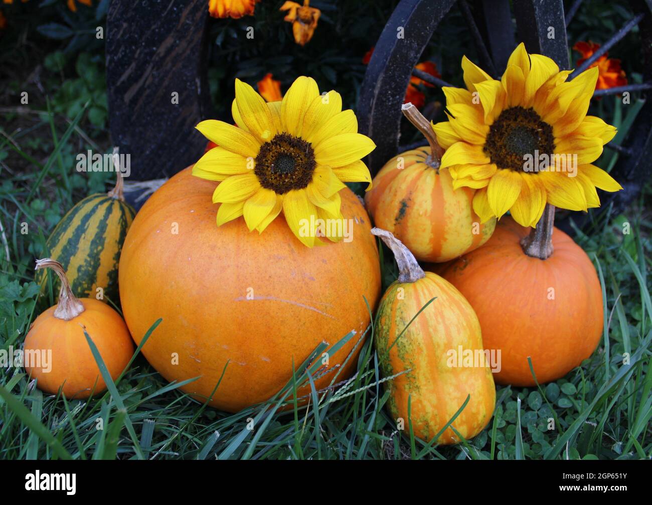 Fall Harvest sunflowers, pumpkins and gourds Stock Photo - Alamy