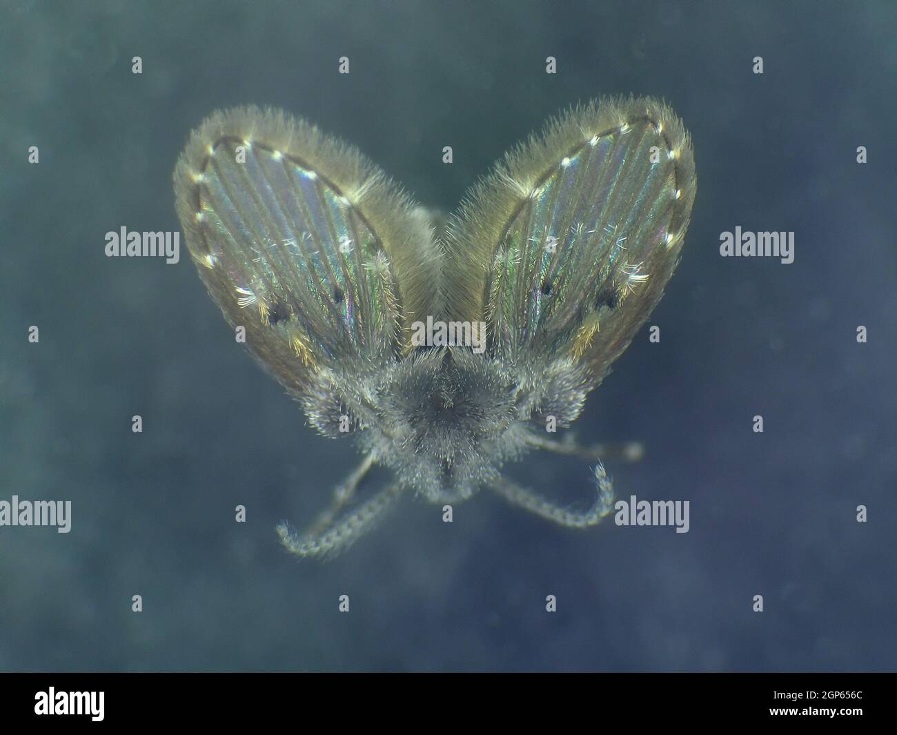 Drain fly hi-res stock photography and images - Alamy