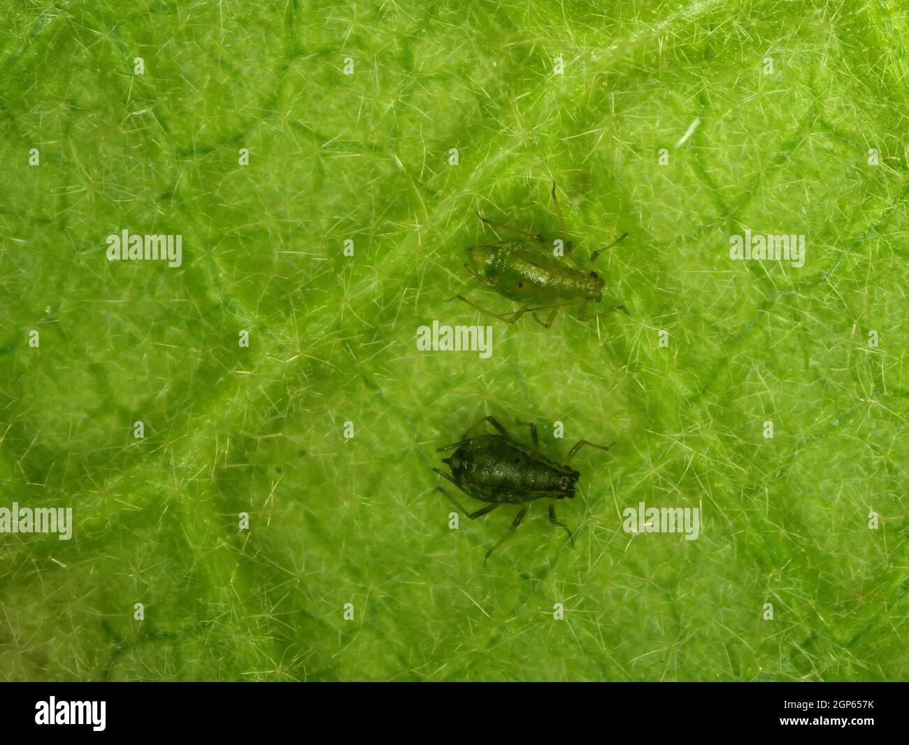 lice on a leaf of a great mullein Stock Photo - Alamy