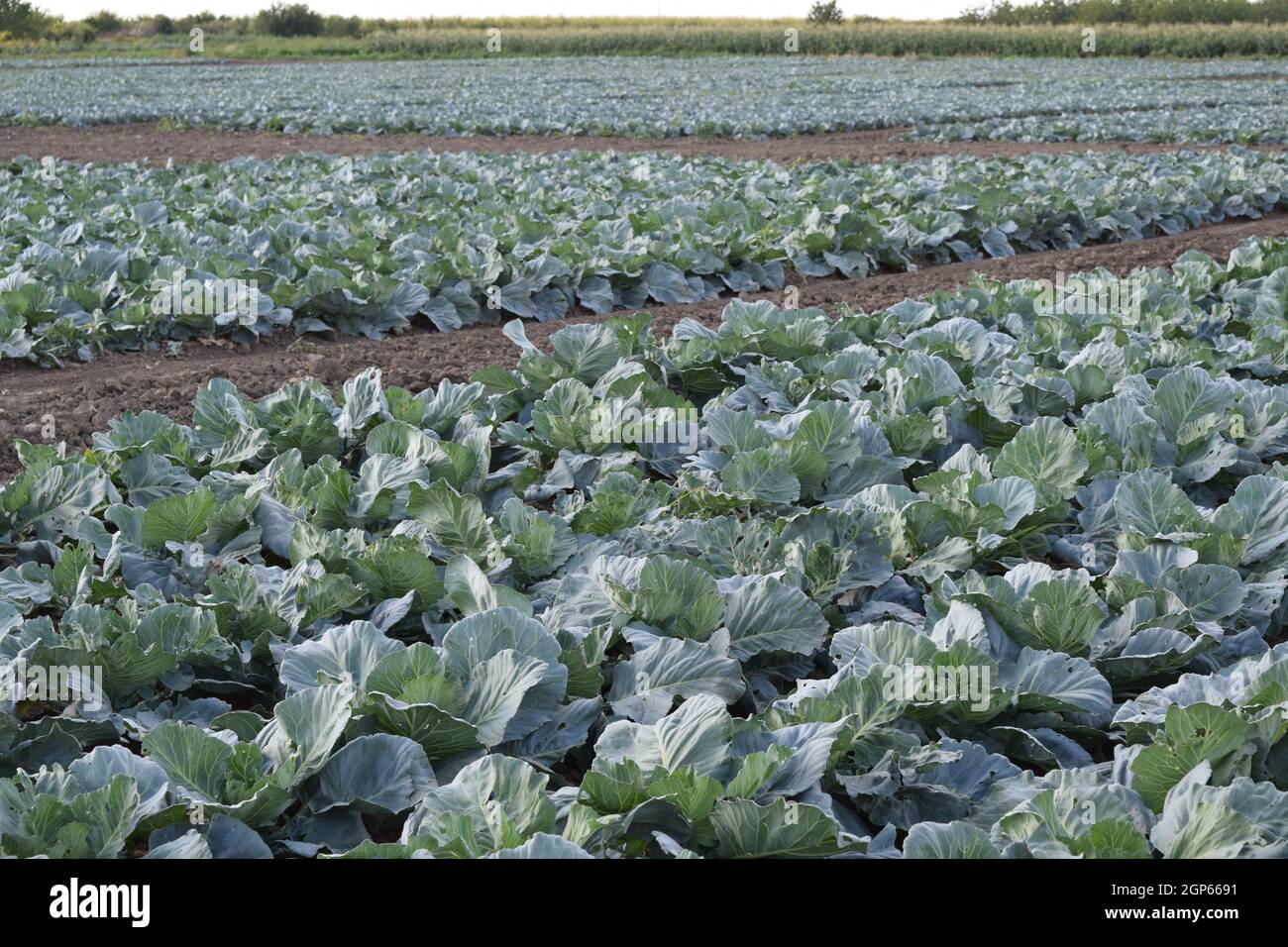 Cabbage field. Cultivation of cabbage in an open ground in the field ...