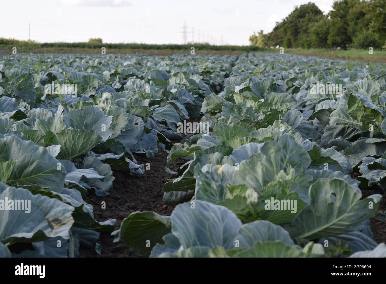 Cabbage field. Cultivation of cabbage in an open ground in the field ...