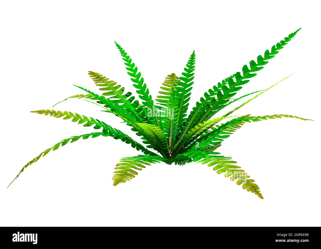 Hard fern Cut Out Stock Images & Pictures - Alamy
